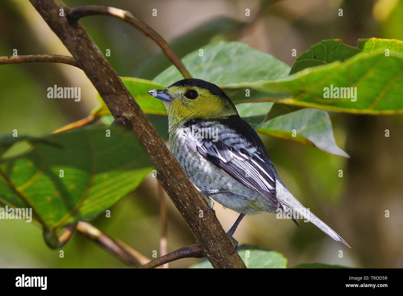Pachyramphus High Resolution Stock Photography and Images - Alamy