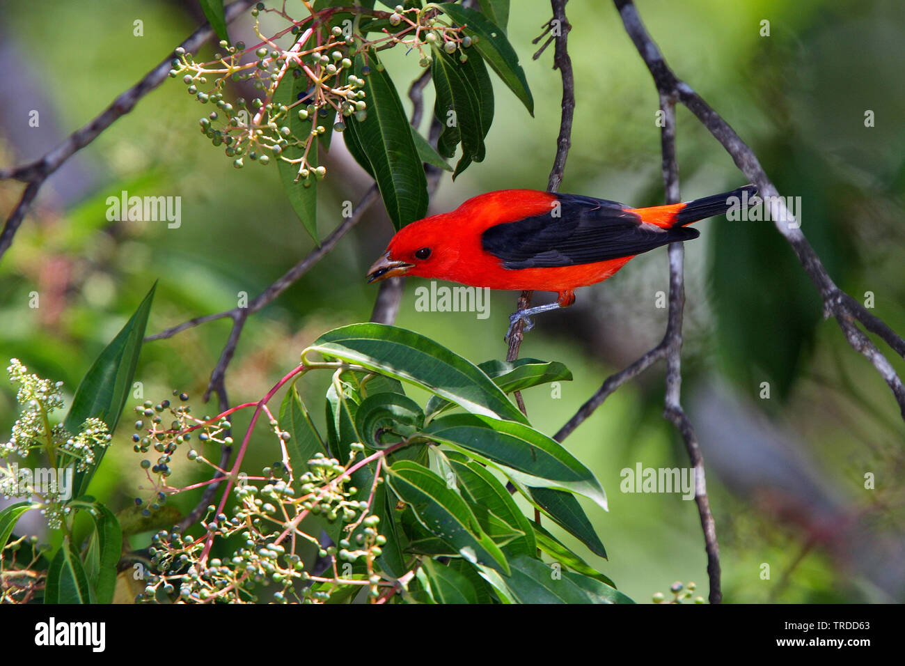 South american tanagers hi-res stock photography and images - Alamy