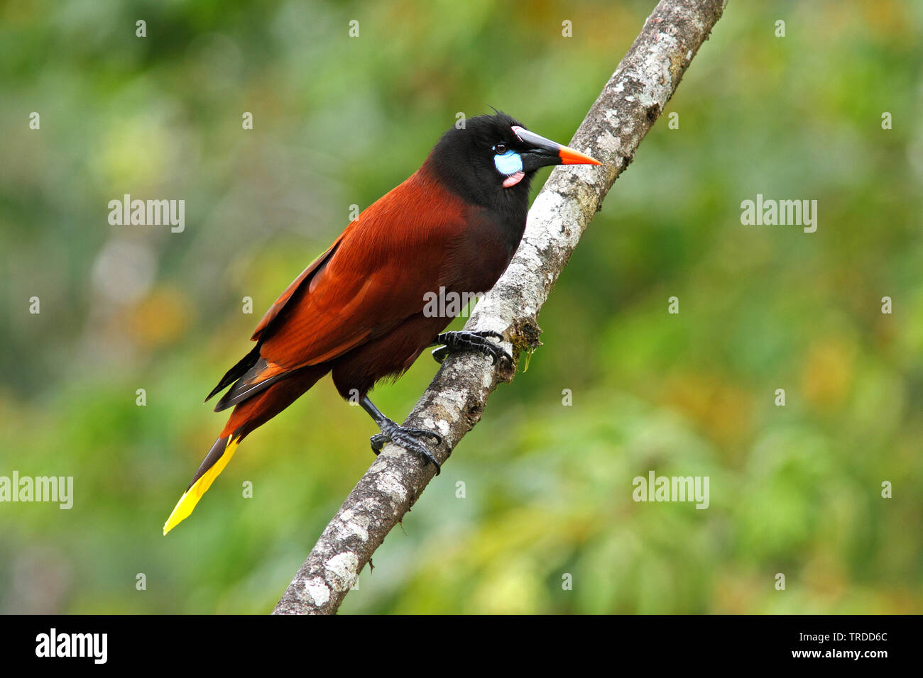 Montezuma Oropendola High Resolution Stock Photography and Images - Alamy