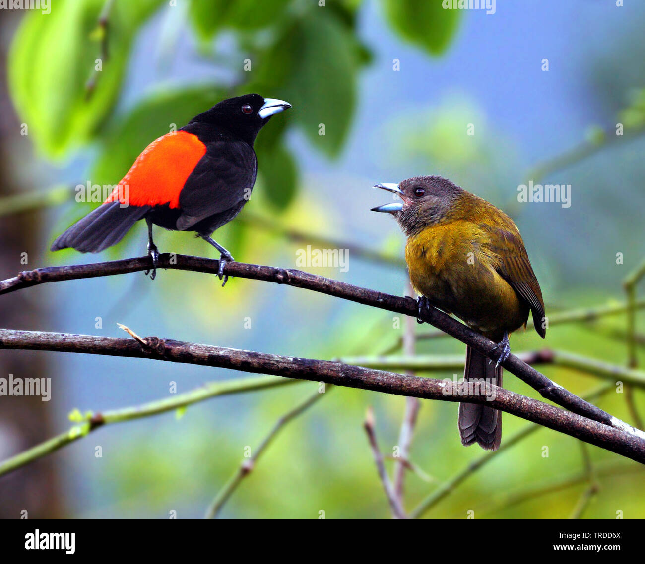 Scarlet rumped tanager female hi-res stock photography and images - Alamy