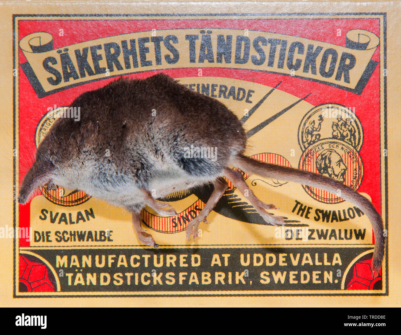 Eurasian pygmy shrew, lesser shrew (Sorex minutus), dead mouse lying ...