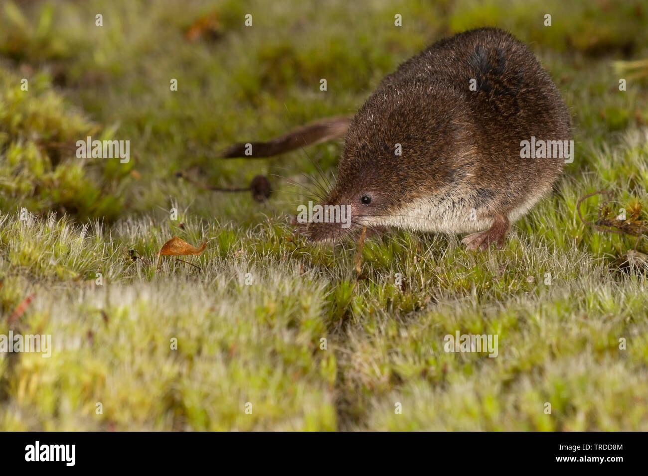 Pygmy shrew hi-res stock photography and images - Alamy
