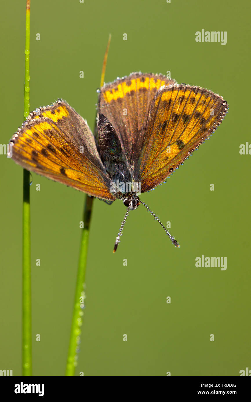 Palaeochrysophanus hippothoe hi-res stock photography and images - Alamy