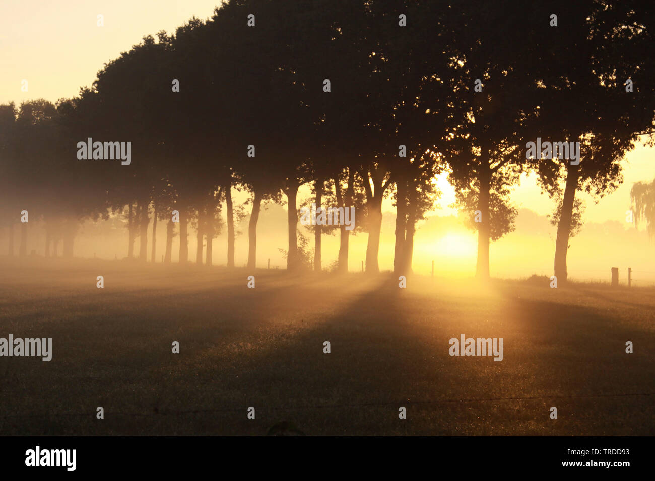 The ground and trees hi-res stock photography and images - Alamy