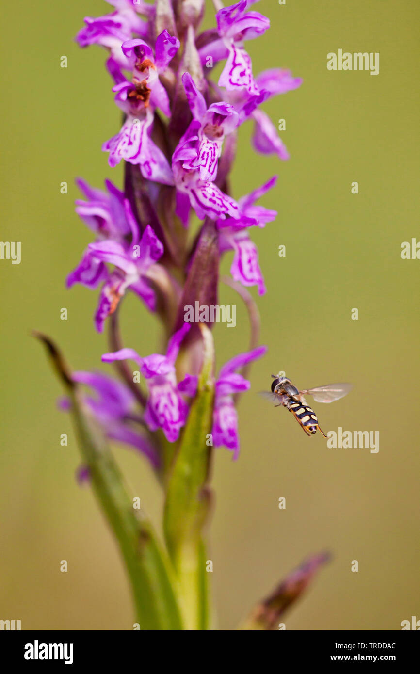 Seleni hi-res stock photography and images - Alamy