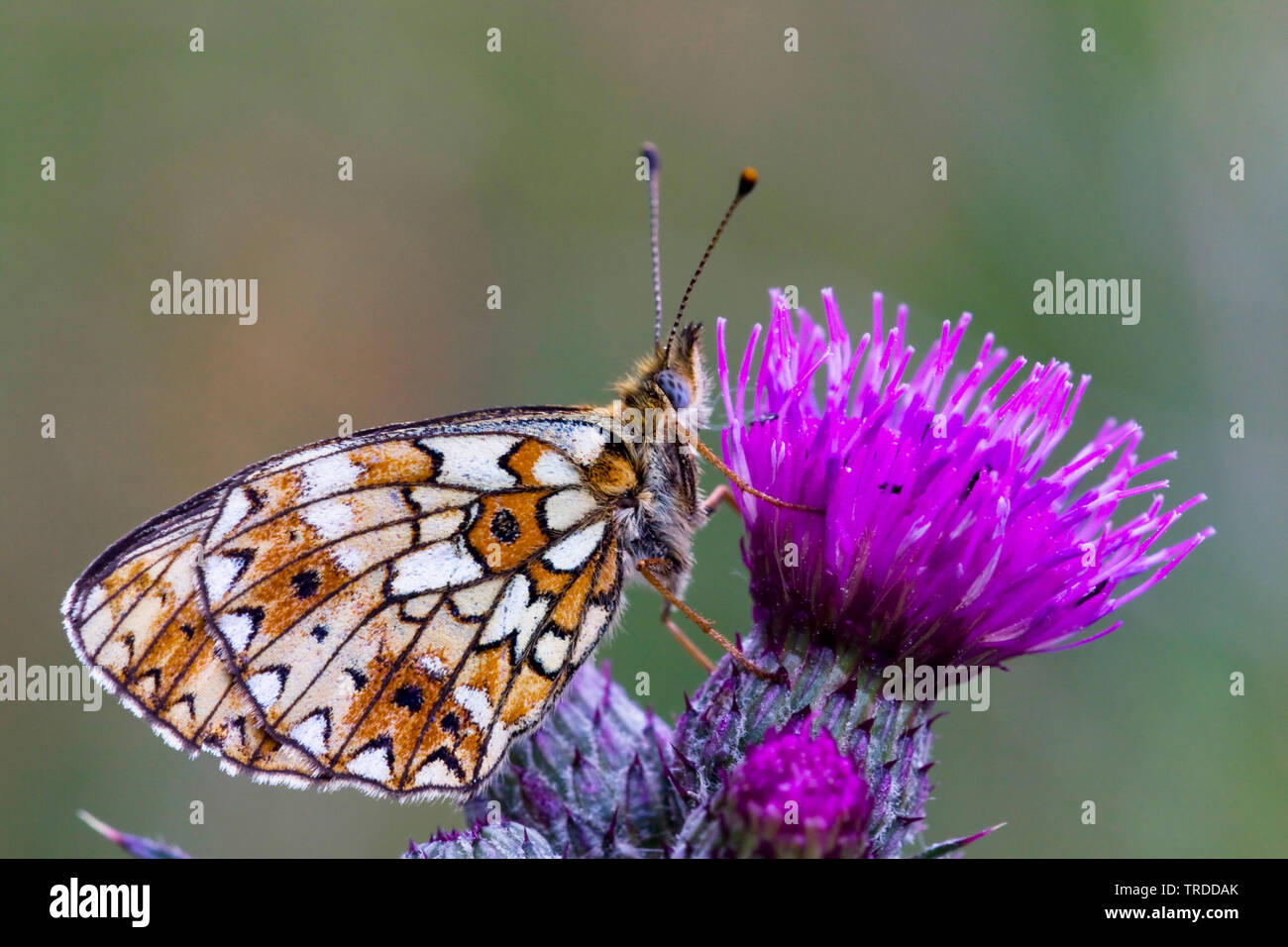 small pearl-bordered fritillary (Clossiana selene, Boloria selene), at ...