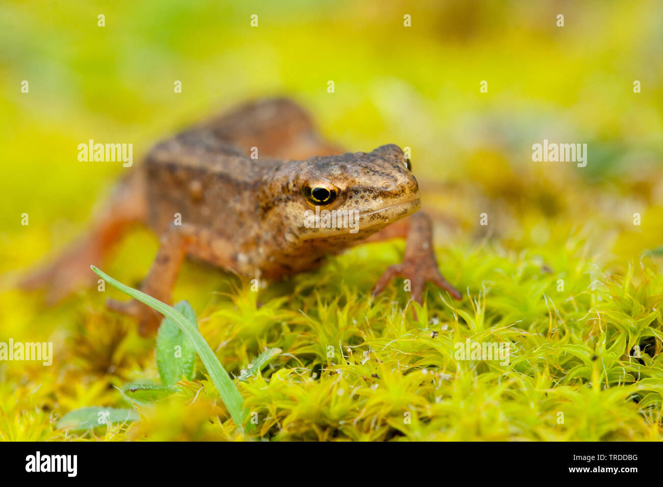 smooth newt (Triturus vulgaris, Lissotriton vulgaris ), on moss, front ...