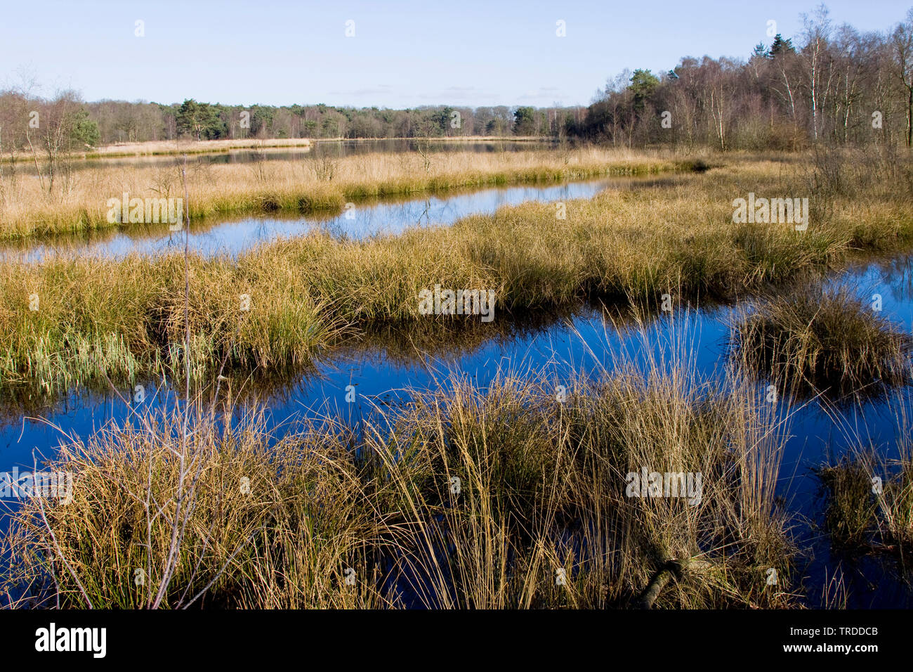 Upland mire hi-res stock photography and images - Alamy