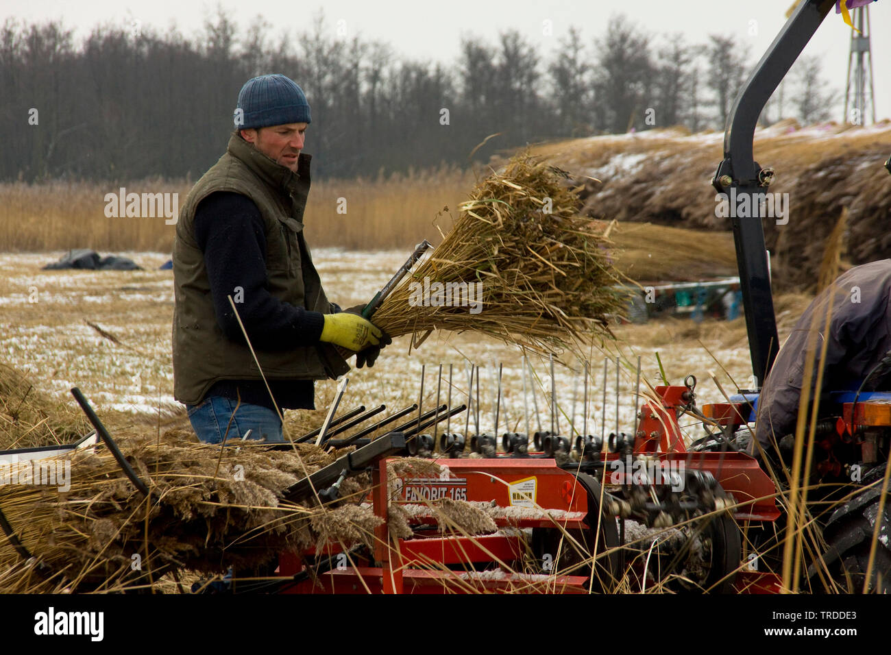 Phragmites grass harvesting hi-res stock photography and images - Alamy