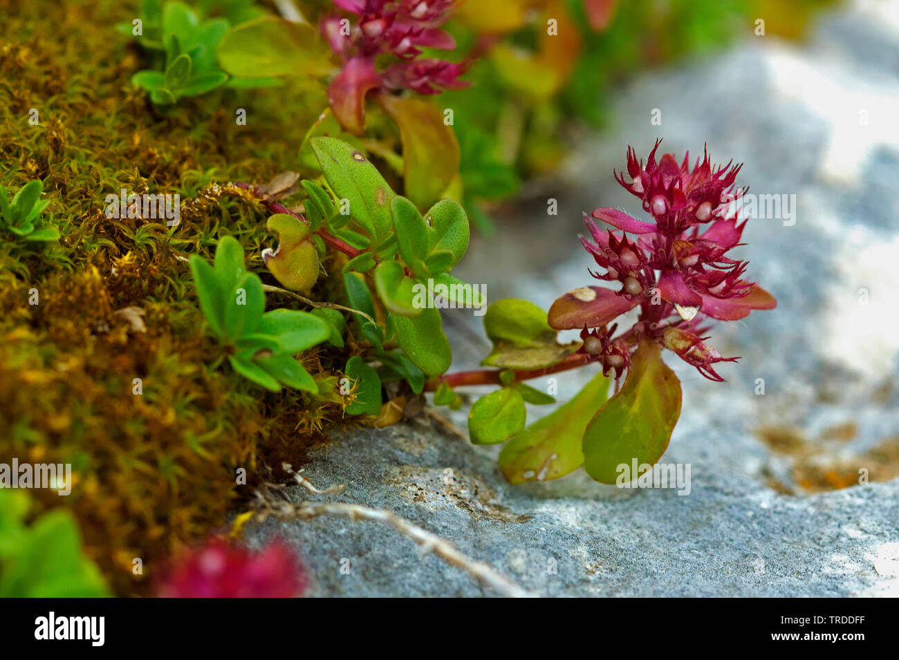 stringy stonecrop (Sedum sarmentosum), fruiting, Italy, North Rhine ...