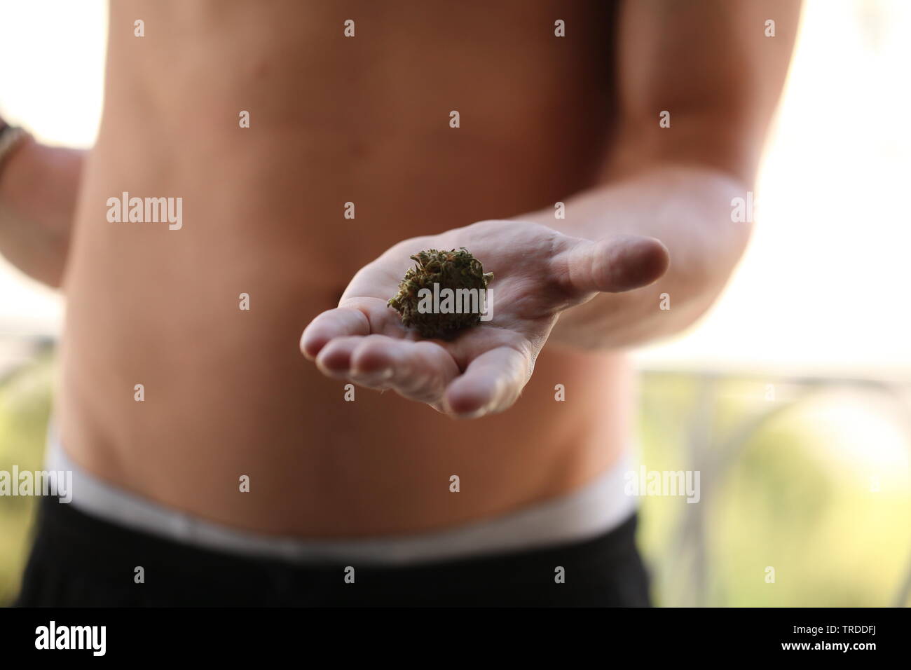 dry medical cannabis marijuana hand Stock Photo - Alamy