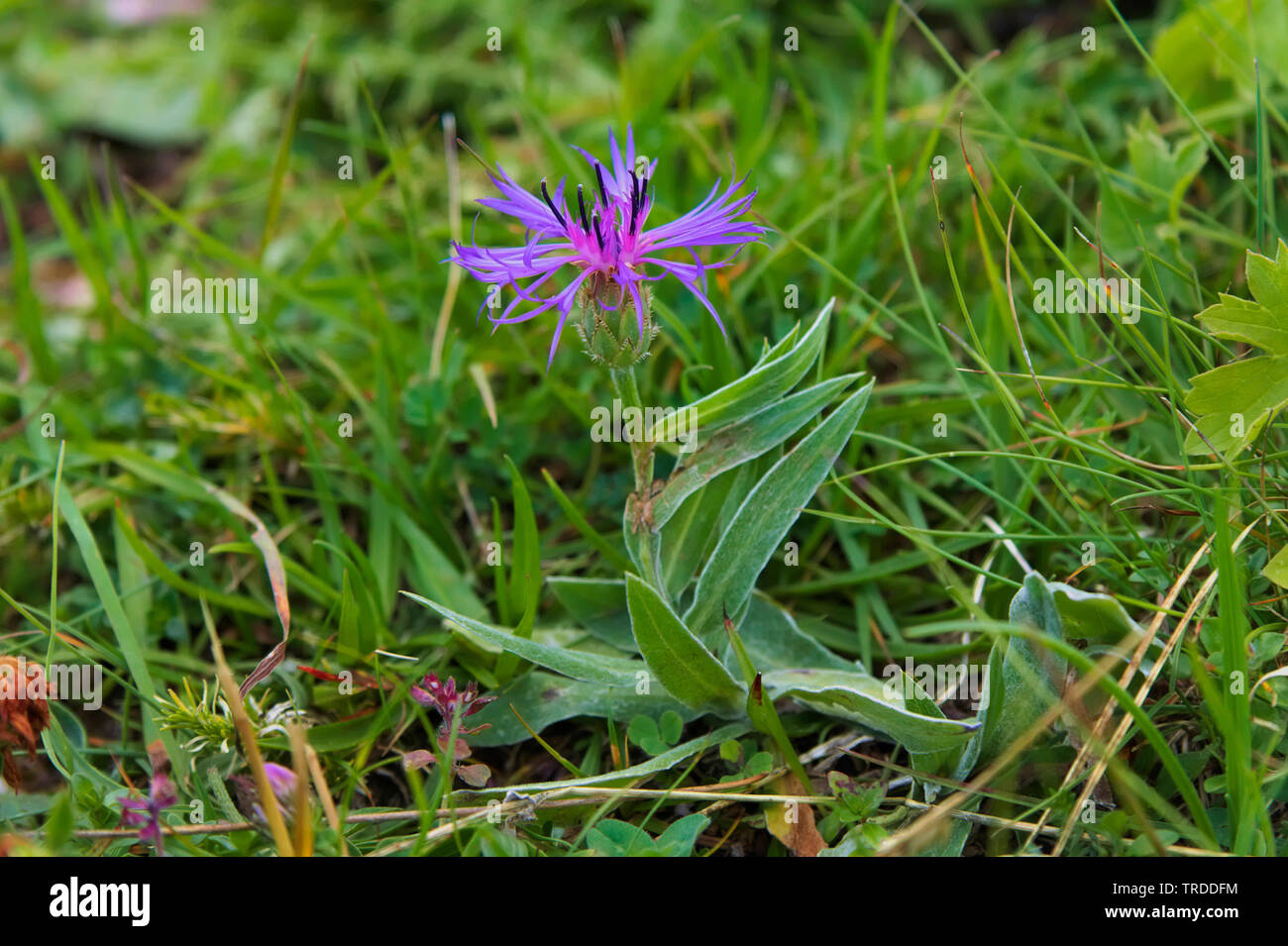 Montane star-thistle, Perennial cornflower, Mountain knapweed, Mountain ...
