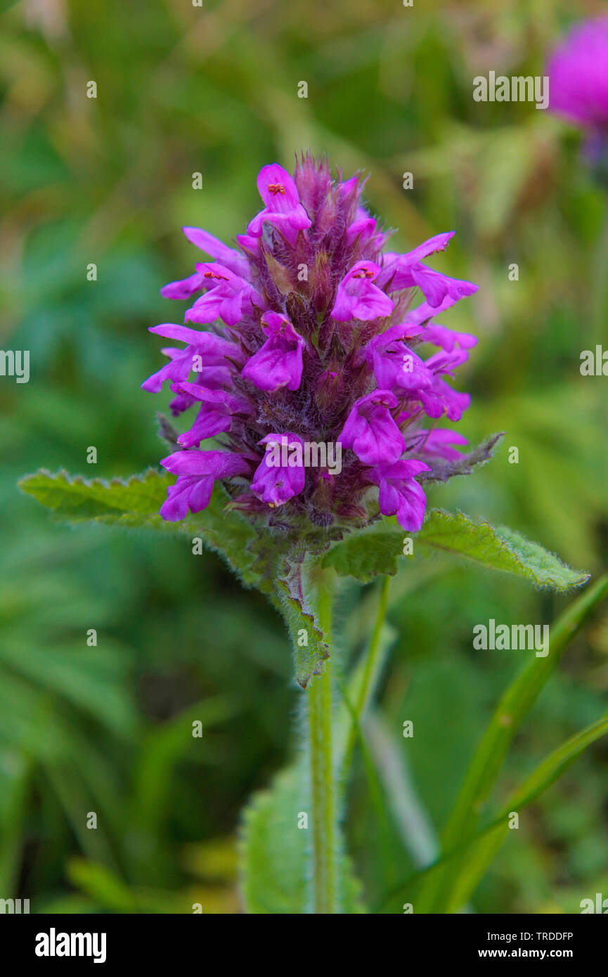 Purple betony hi-res stock photography and images - Alamy