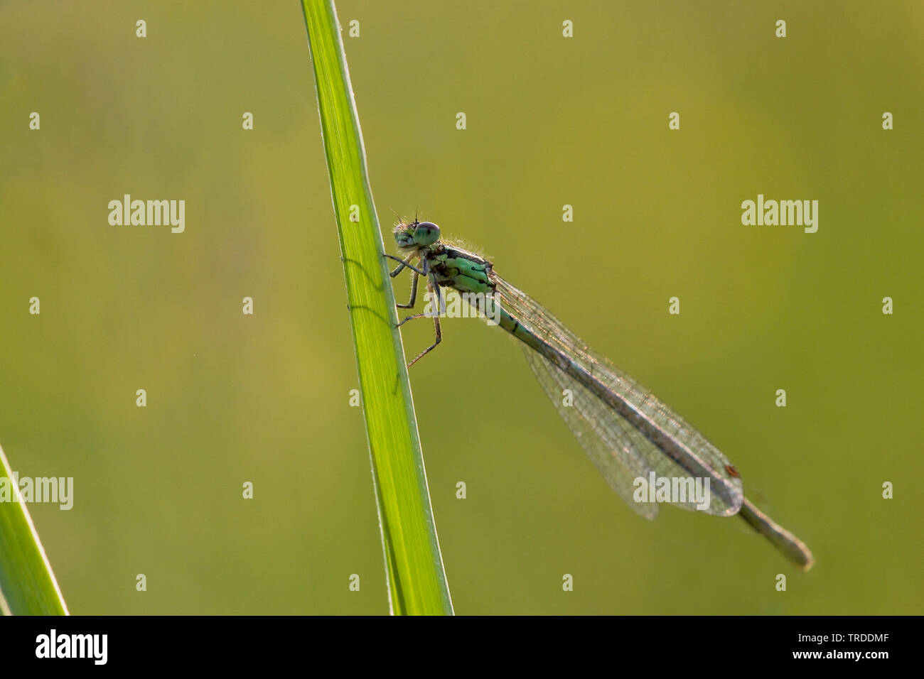 variable damselfly (Coenagrion pulchellum), Netherlands Stock Photo - Alamy