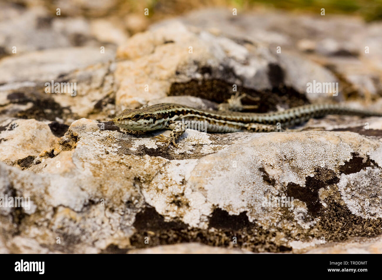 common wall lizard (Lacerta muralis, Podarcis muralis), France Stock ...