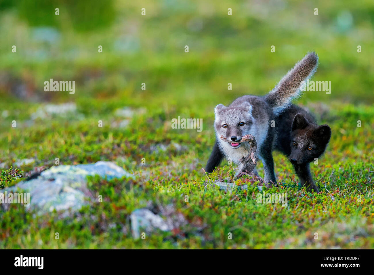 arctic fox, polar fox (Alopex lagopus, Vulpes lagopus), polar fox pubs ...