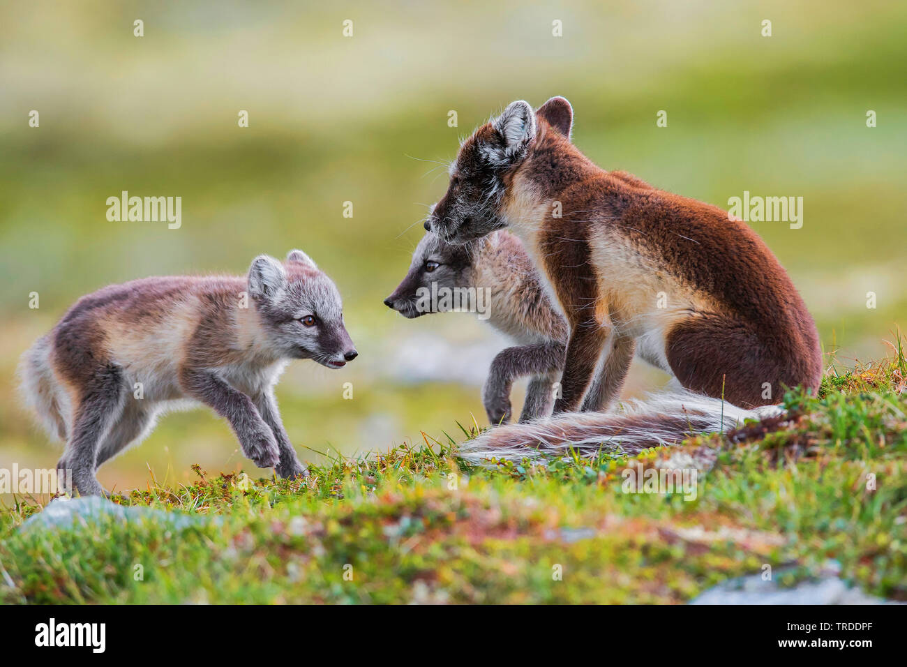 arctic fox, polar fox (Alopex lagopus, Vulpes lagopus), female polar ...
