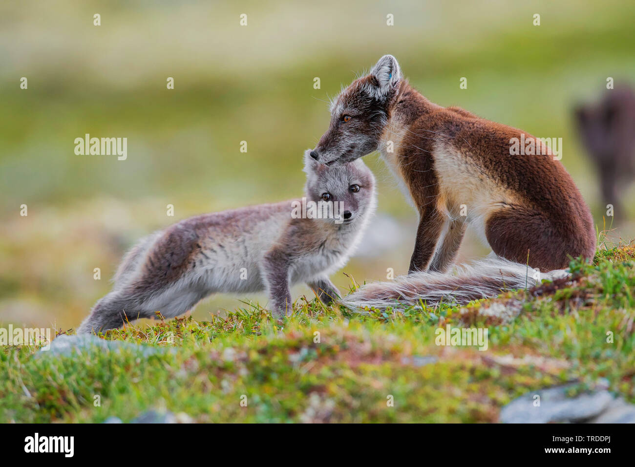 arctic fox, polar fox (Alopex lagopus, Vulpes lagopus), female polar ...