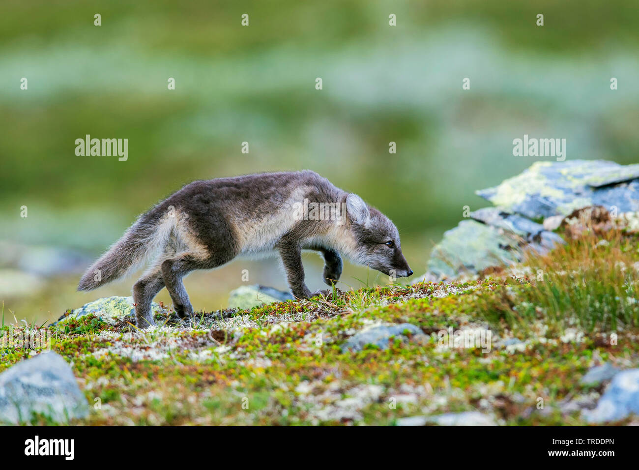 Norway Arctic Fox High Resolution Stock Photography and Images - Alamy