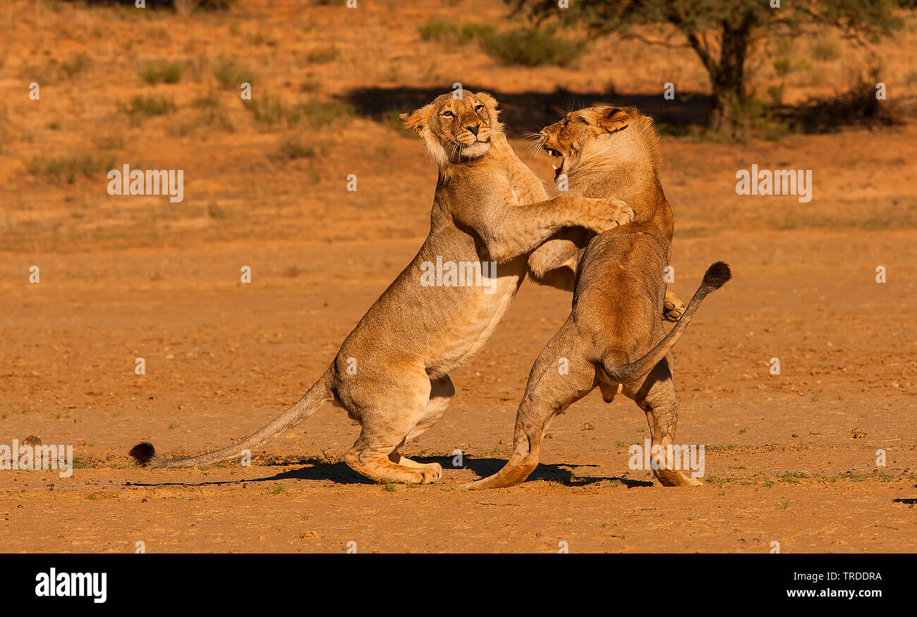 lion (Panthera leo), two romping lions, South Africa, Northern Cape ...