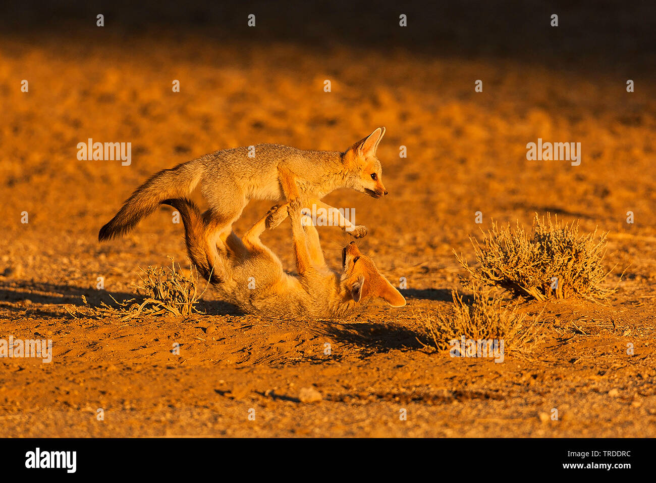 Cape fox (Vulpes chama), two romping cape foxes, Namibia Stock Photo ...