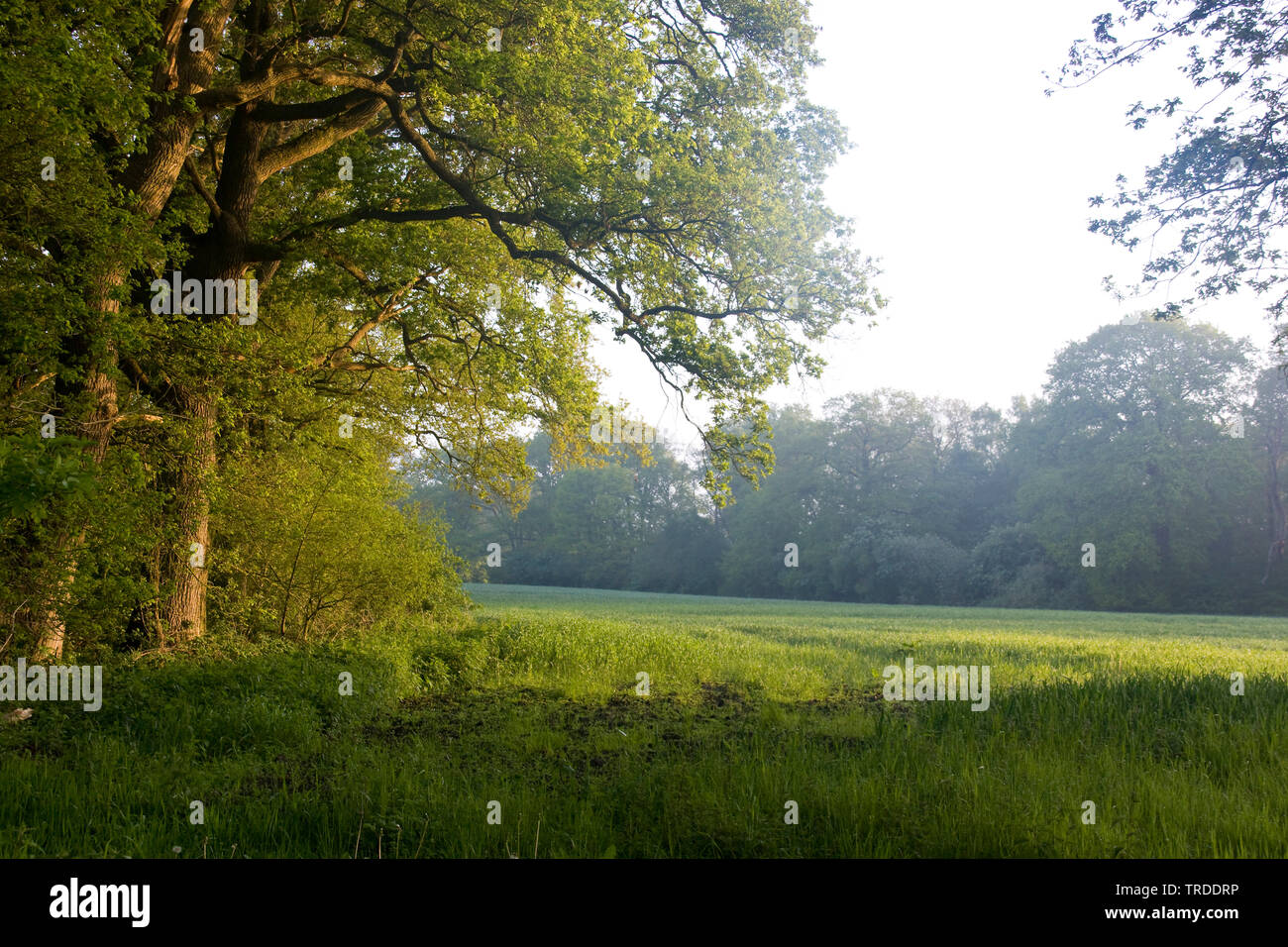 Edge of forests hi-res stock photography and images - Alamy