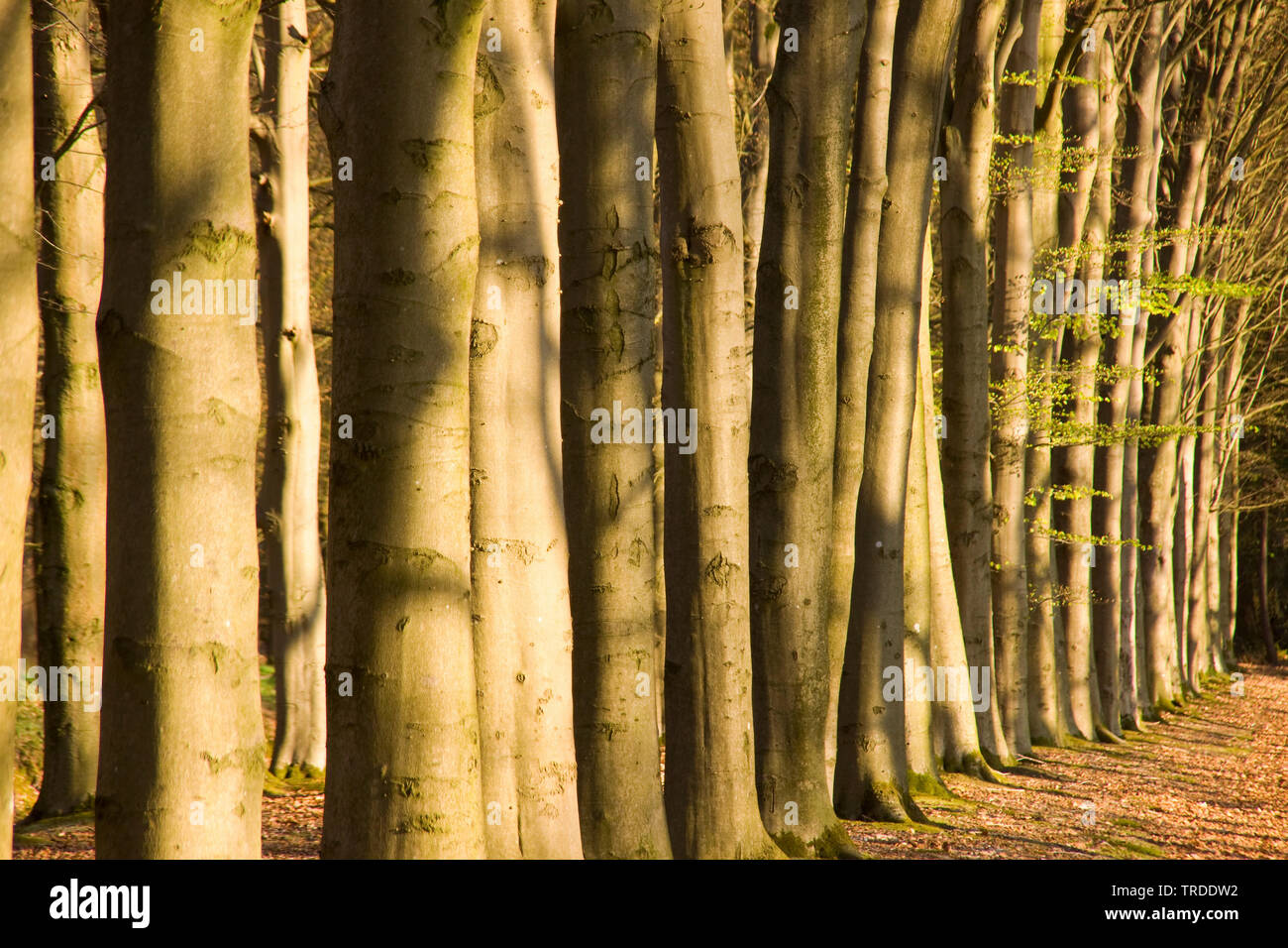 Row of common beech trees hi-res stock photography and images - Alamy