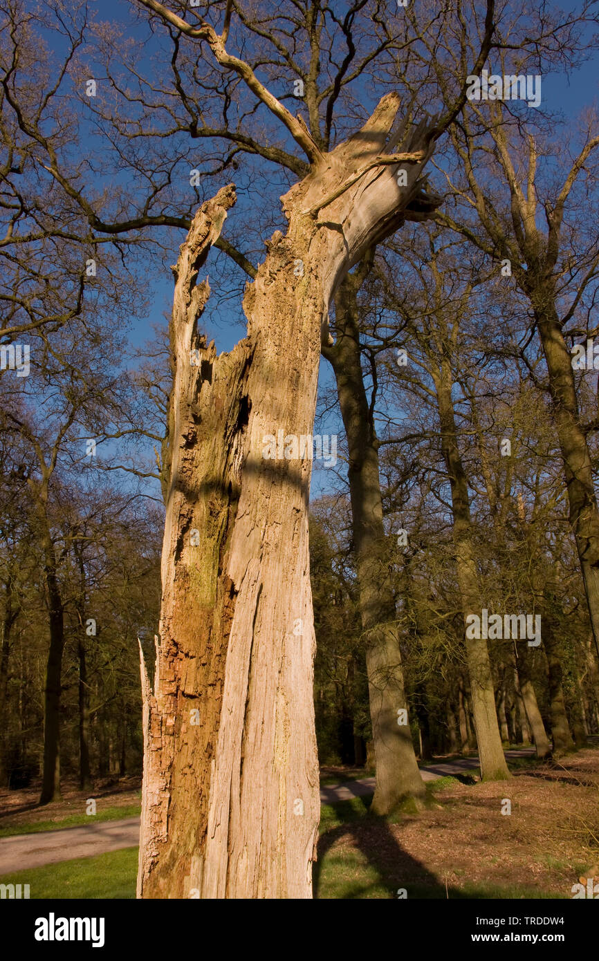 Tree deadwood hi-res stock photography and images - Alamy
