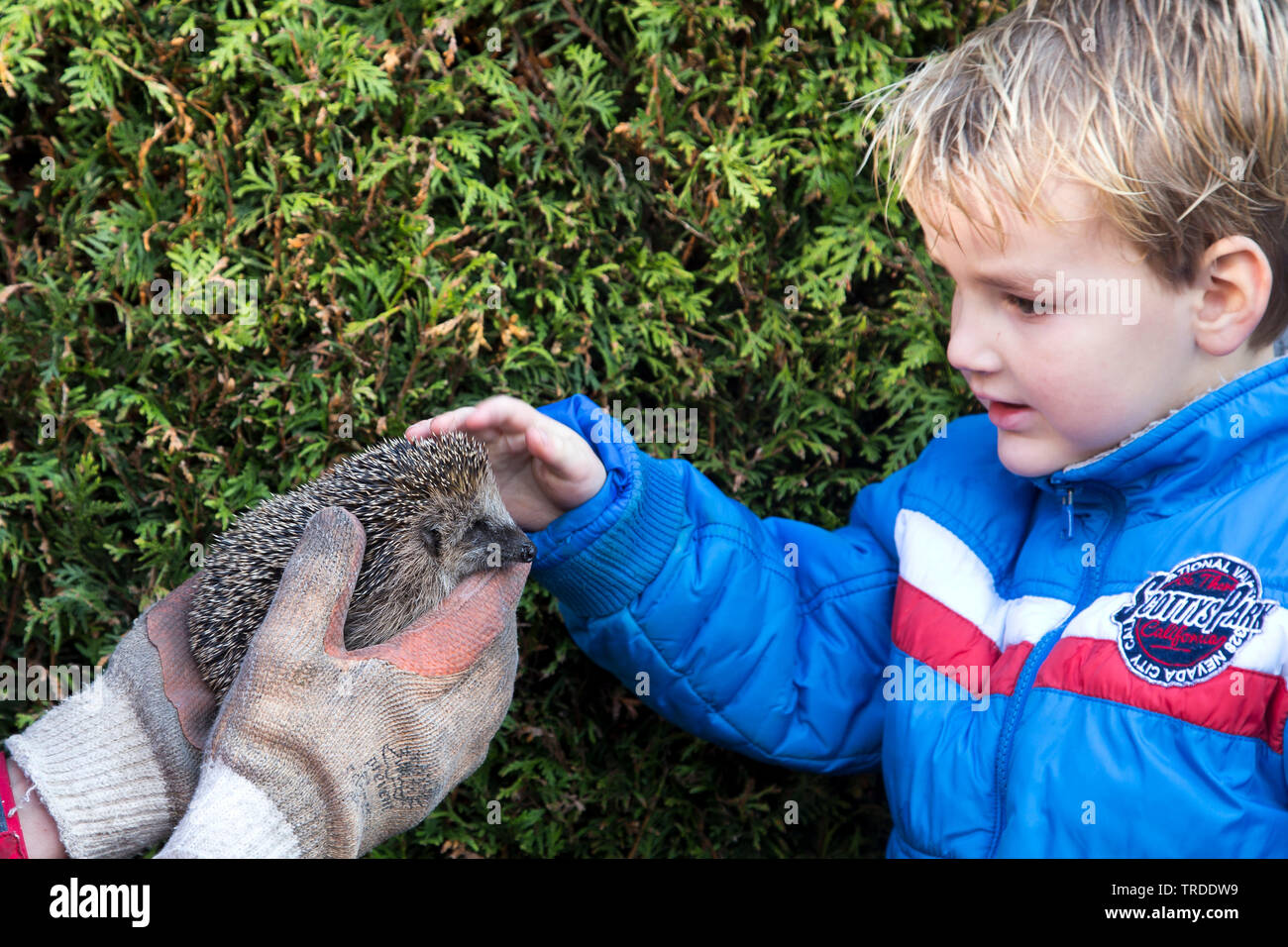 Western hedgehog, European hedgehog (Erinaceus europaeus), child with ...