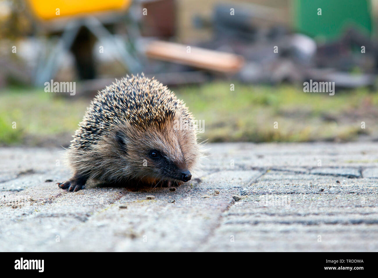 Western hedgehog, European hedgehog (Erinaceus europaeus), on a path in ...