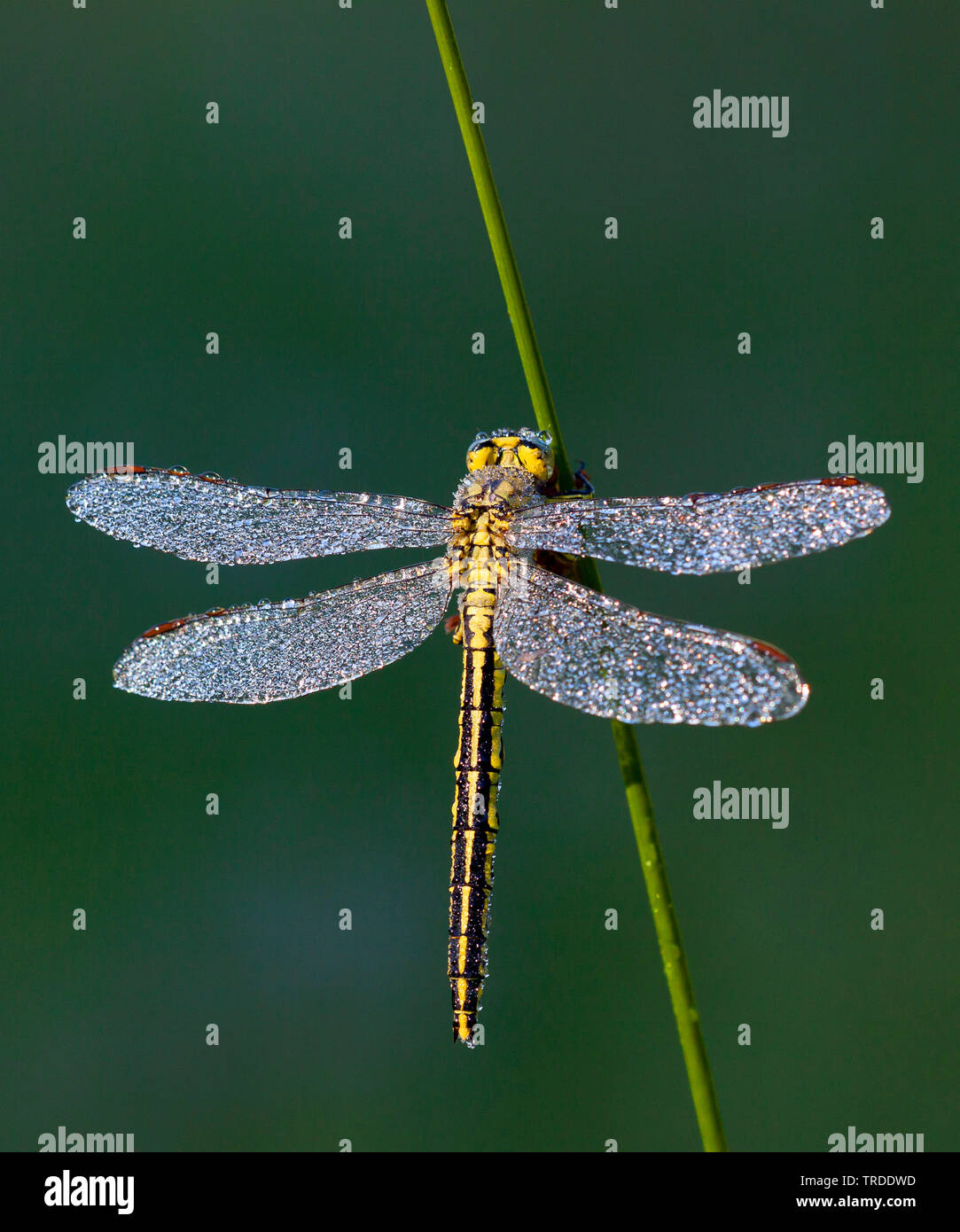 Western European gomphus (Gomphus pulchellus), France Stock Photo - Alamy