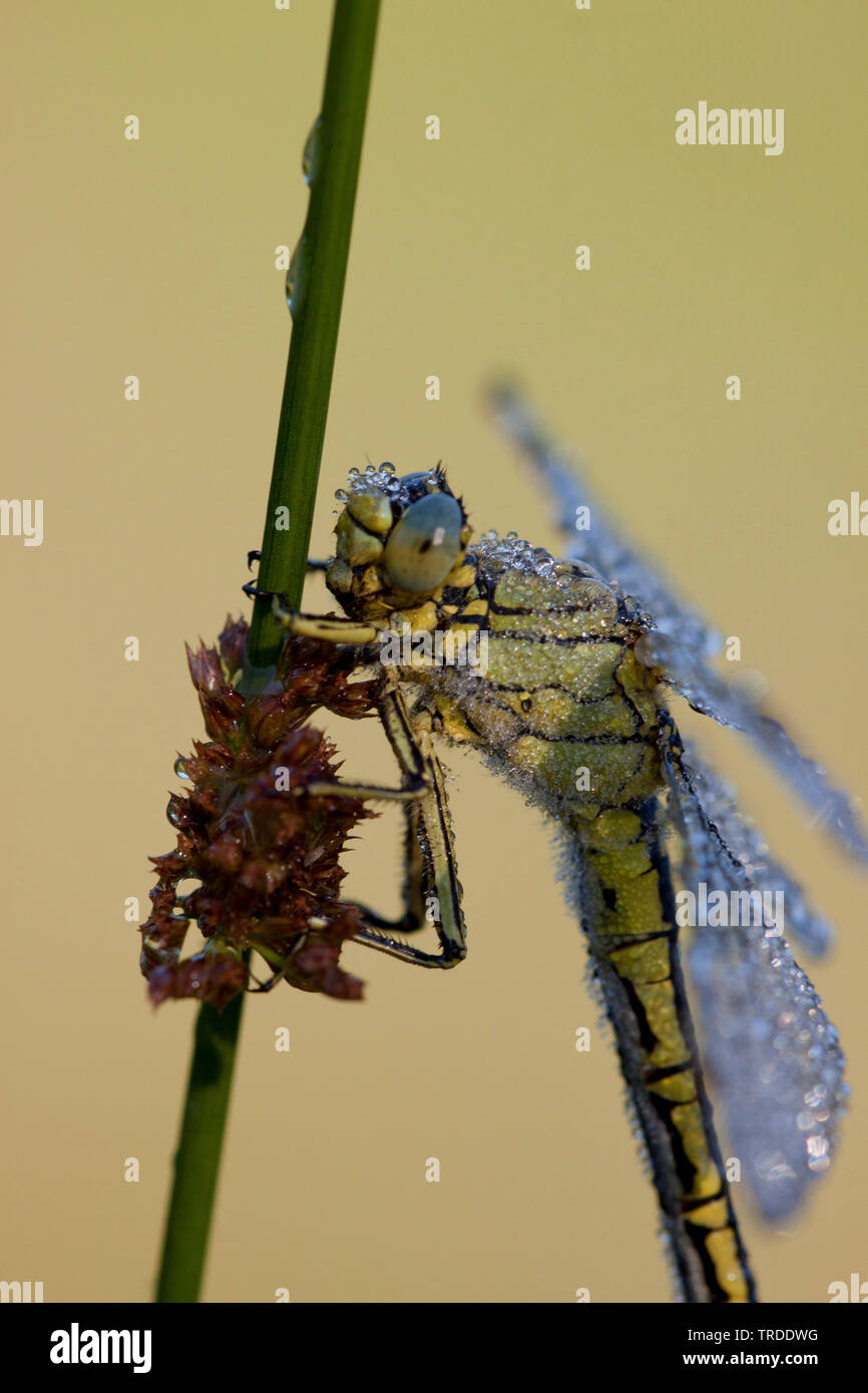 Western European gomphus (Gomphus pulchellus), at a rush, France Stock ...
