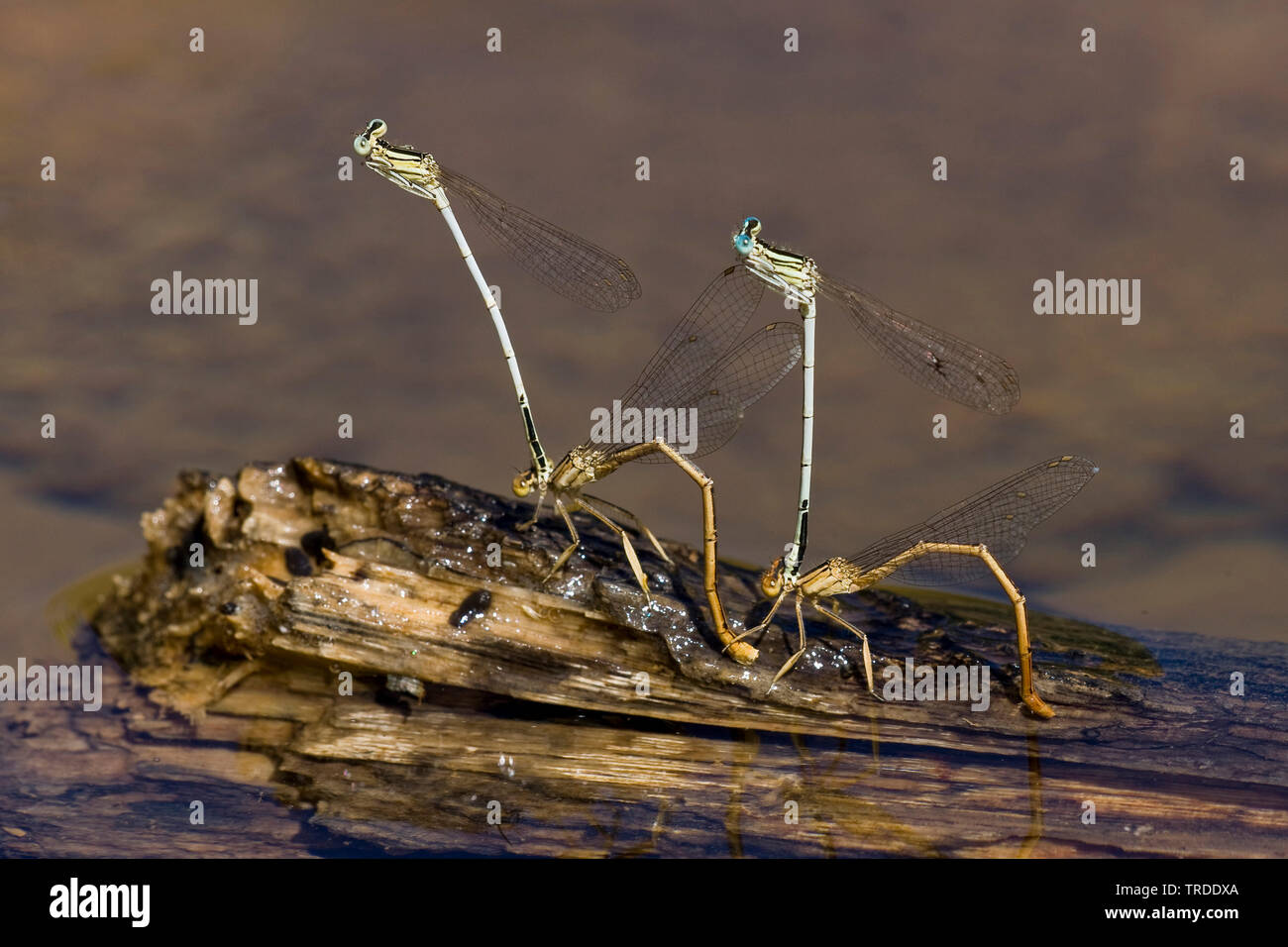 Male and female mating insects hi-res stock photography and images - Alamy
