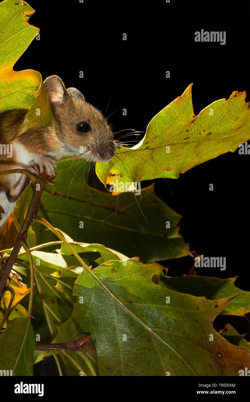 wood mouse, long-tailed field mouse (Apodemus sylvaticus), climbing on an oak, Netherlands Stock ...