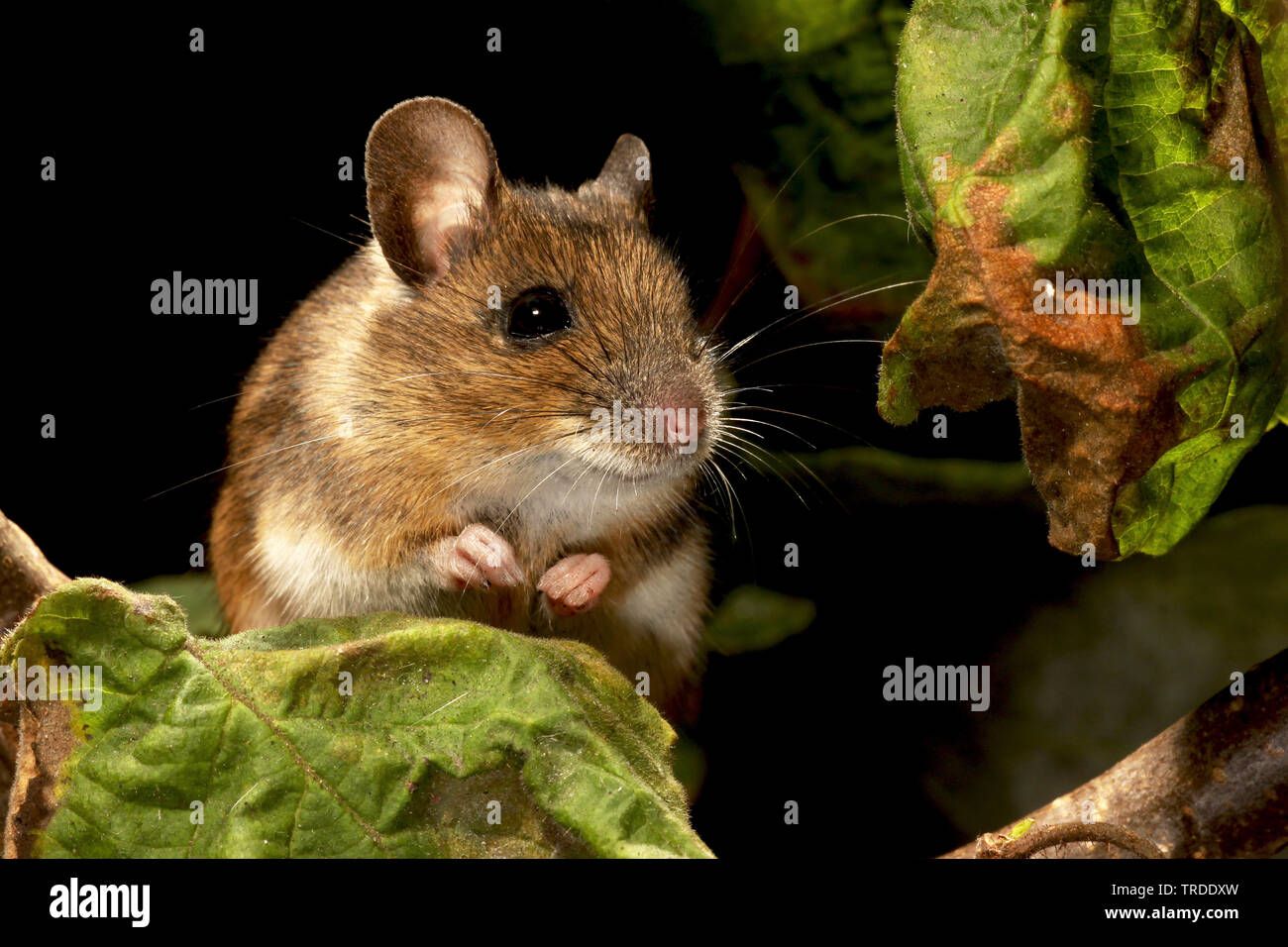 wood mouse, long-tailed field mouse (Apodemus sylvaticus), sitting on ...