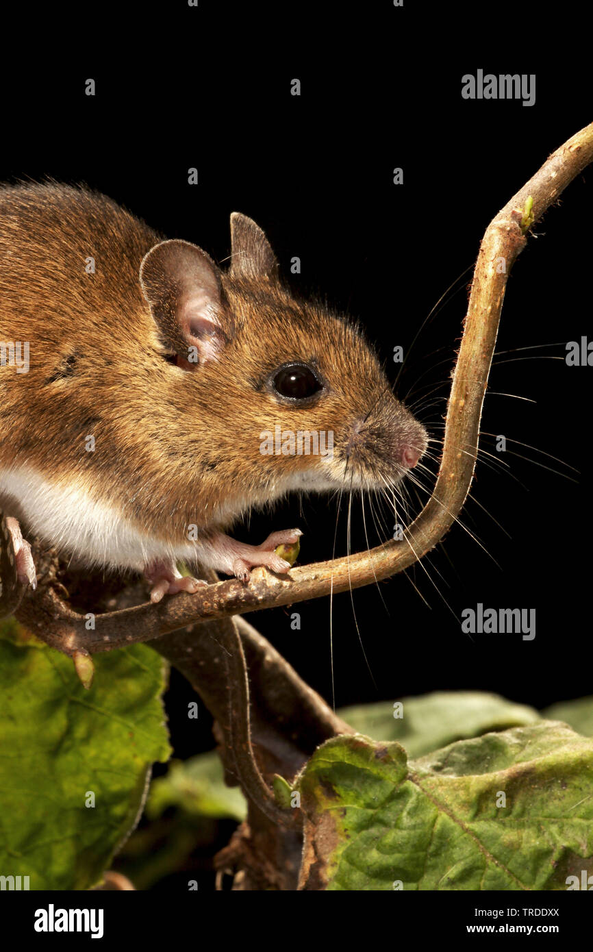 wood mouse, long-tailed field mouse (Apodemus sylvaticus), climbing on ...