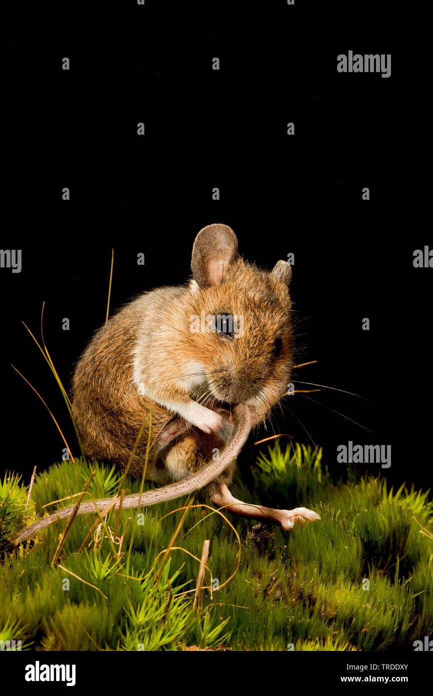 wood mouse, long-tailed field mouse (Apodemus sylvaticus), sitting on ...