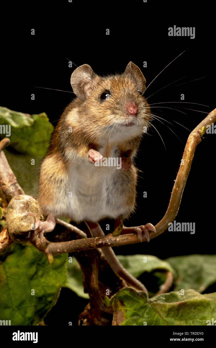 Hazelnut bush hi-res stock photography and images - Alamy