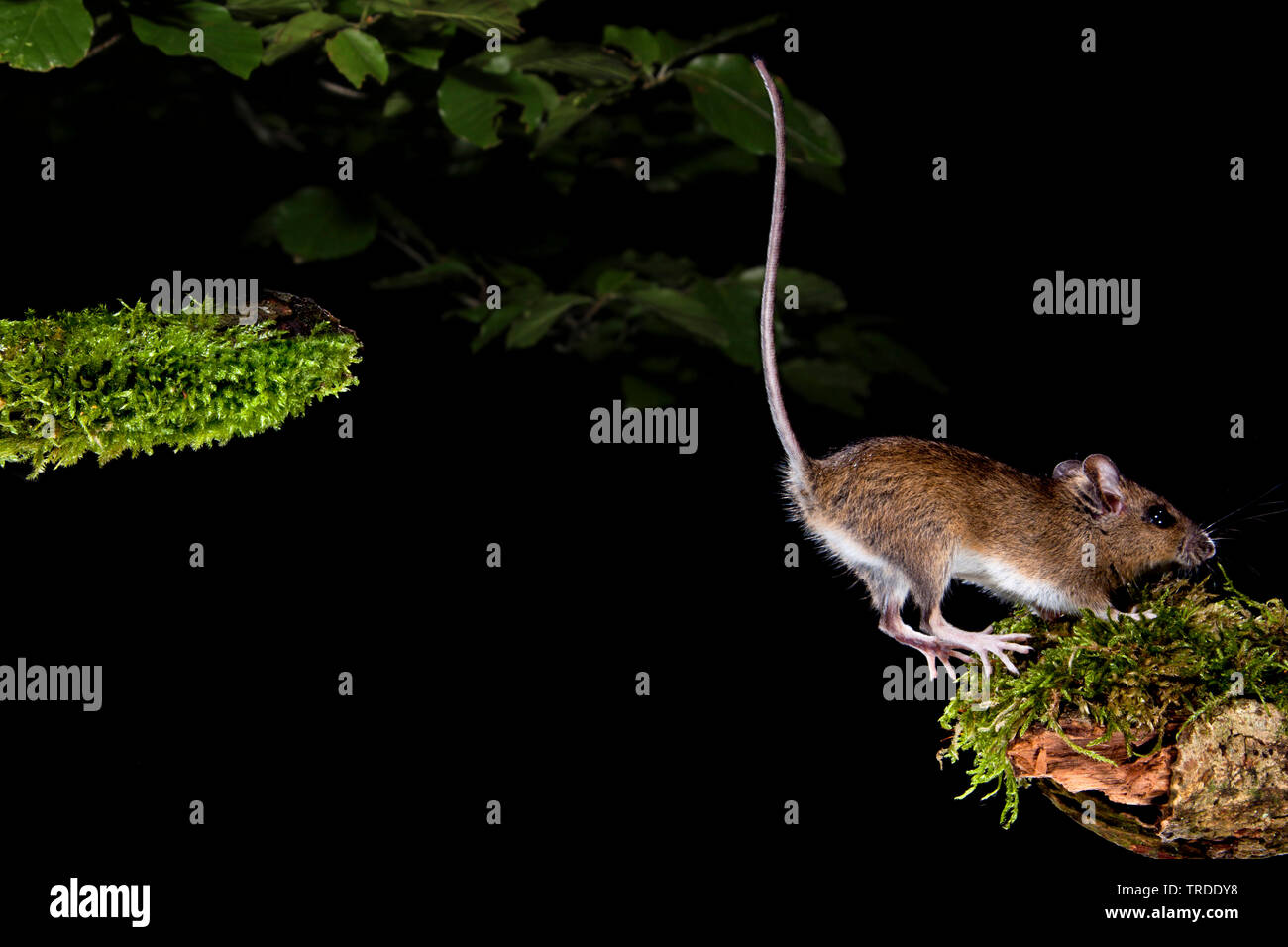 Field Mouse Or Wood Mouse at Jenny Nichole blog