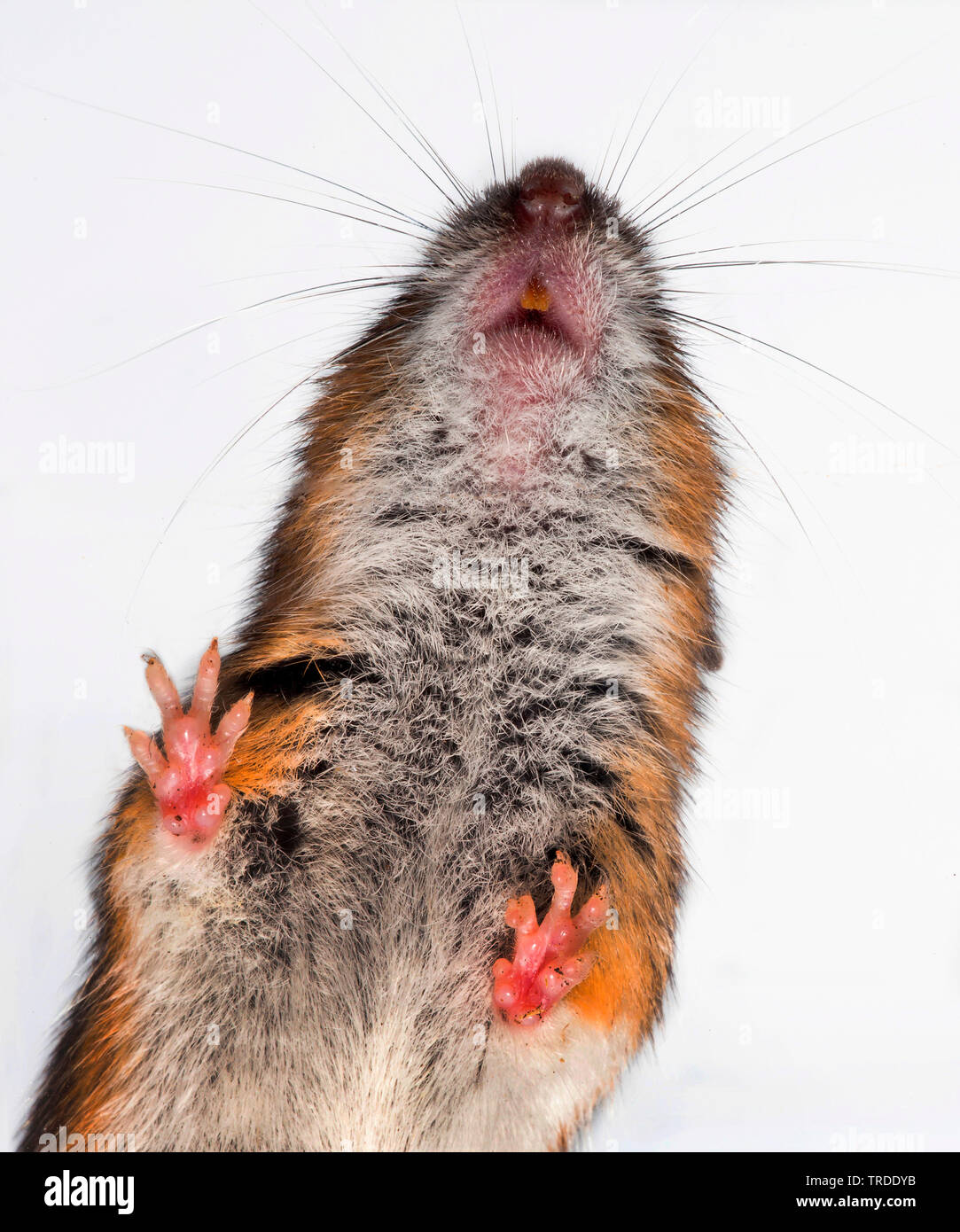 wood mouse, long-tailed field mouse (Apodemus sylvaticus), head from ...