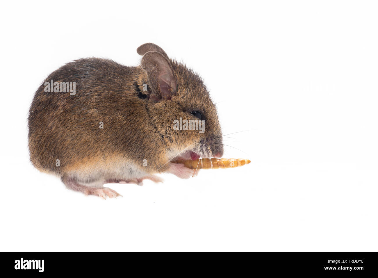 wood mouse, long-tailed field mouse (Apodemus sylvaticus), feeding on a ...