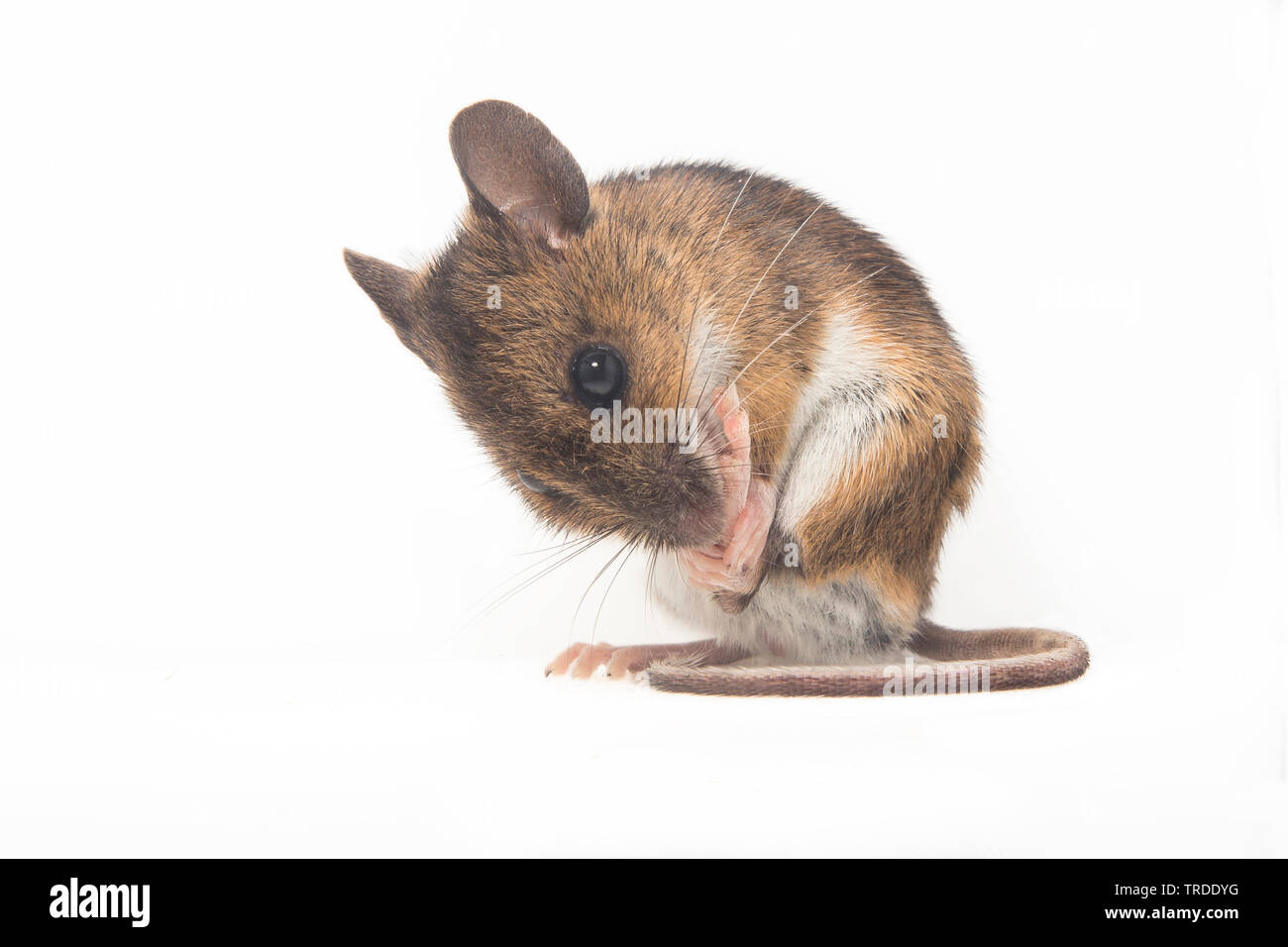 Long tailed mouse hi-res stock photography and images - Alamy