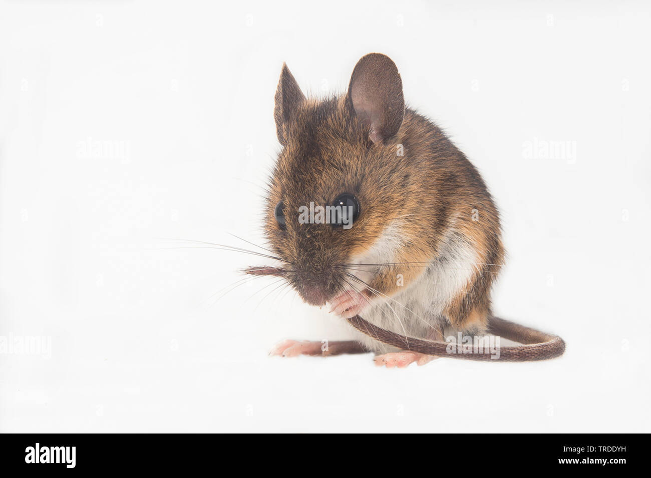 wood mouse, long-tailed field mouse (Apodemus sylvaticus), cutout Stock ...