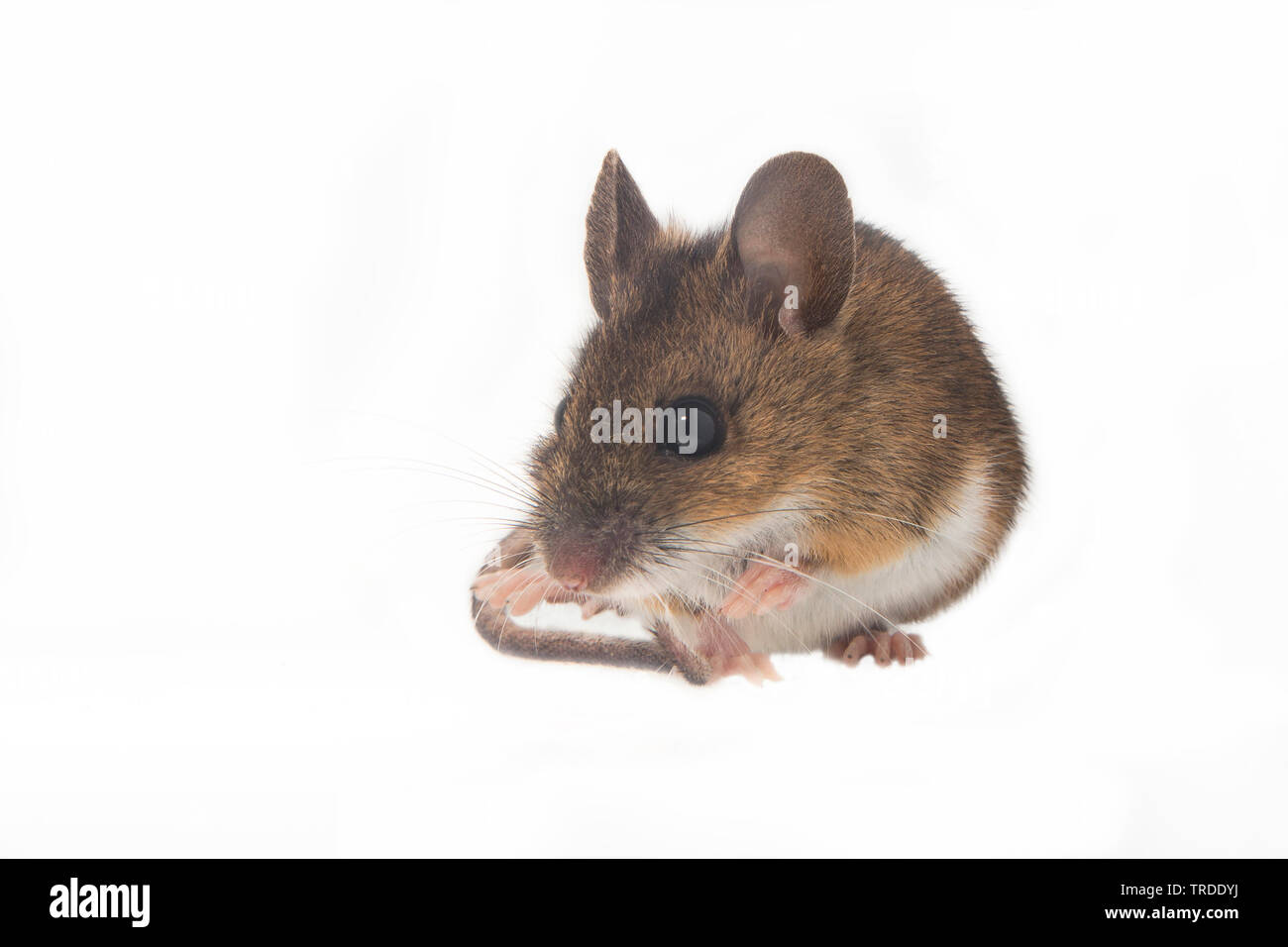 Long tailed mouse hi-res stock photography and images - Alamy