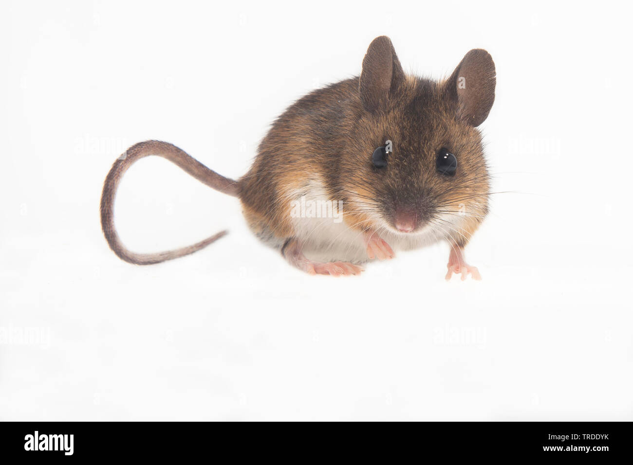 wood mouse, long-tailed field mouse (Apodemus sylvaticus), cutout Stock ...