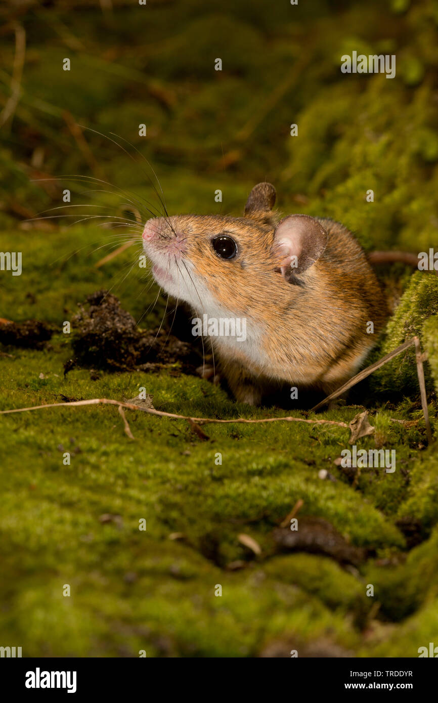Yellow necked mouse hi-res stock photography and images - Alamy