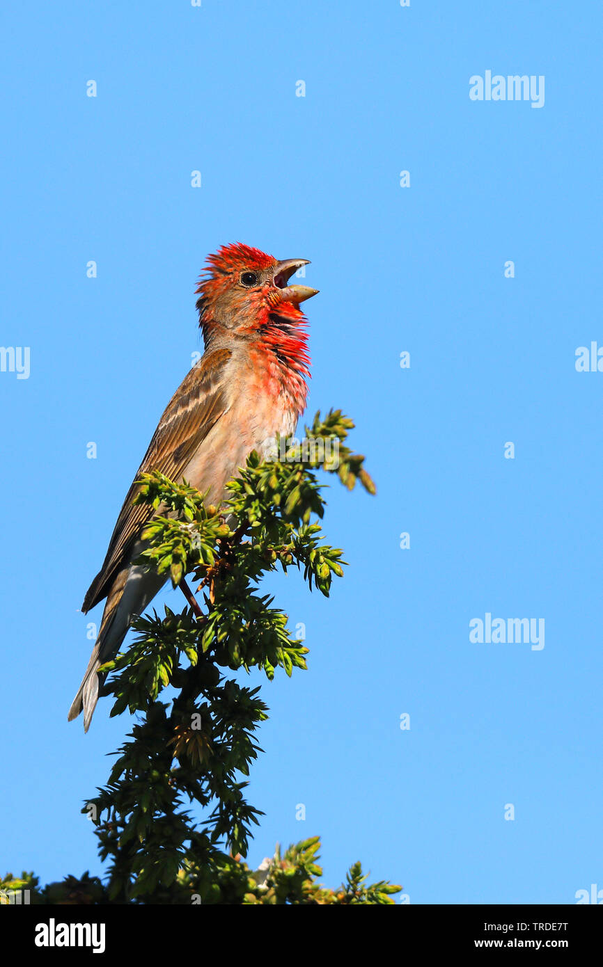 Common rosefinch (Carpodacus erythrinus), male singing on a juniper ...