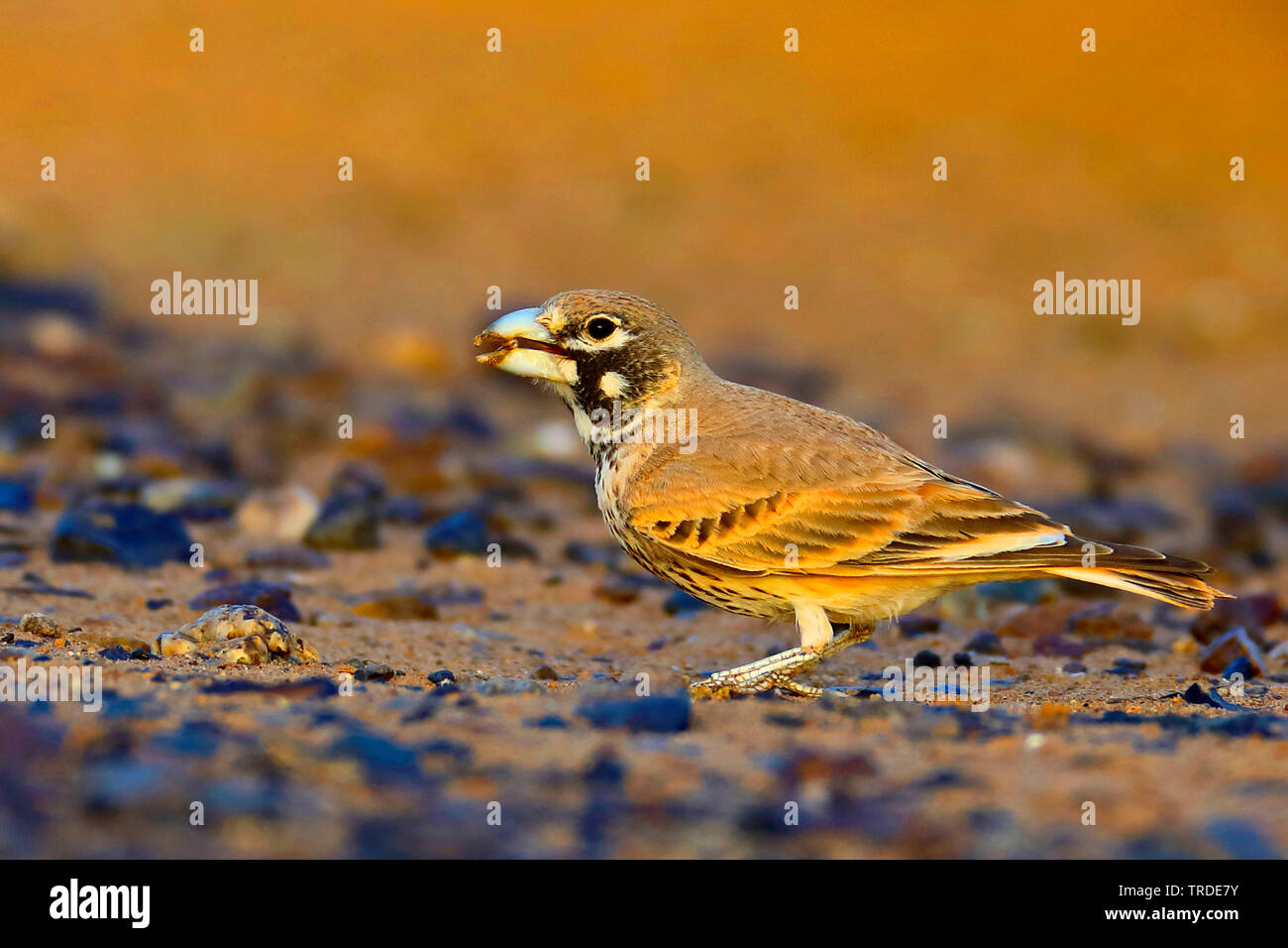 Ground seed hi-res stock photography and images - Alamy