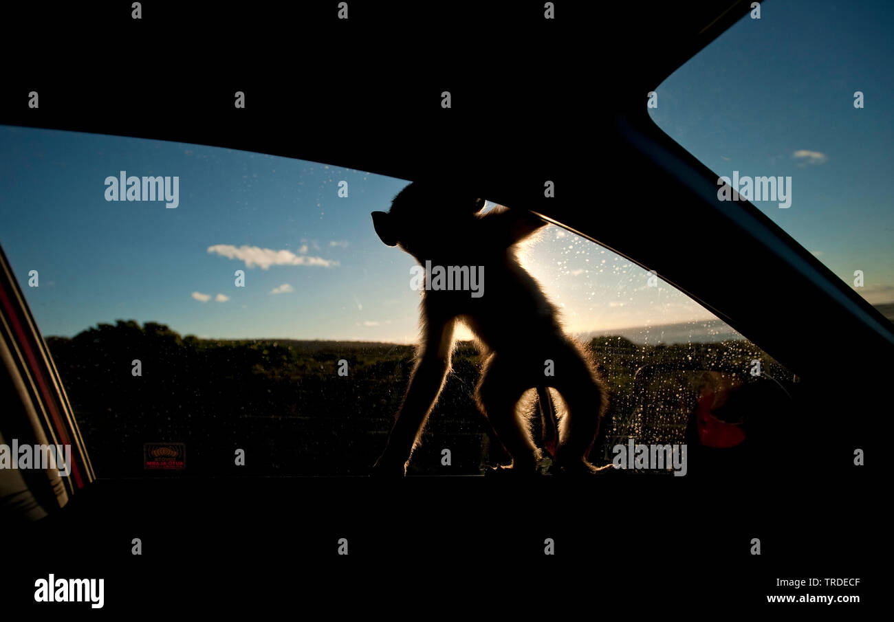Baboon cape town windows hi-res stock photography and images - Alamy