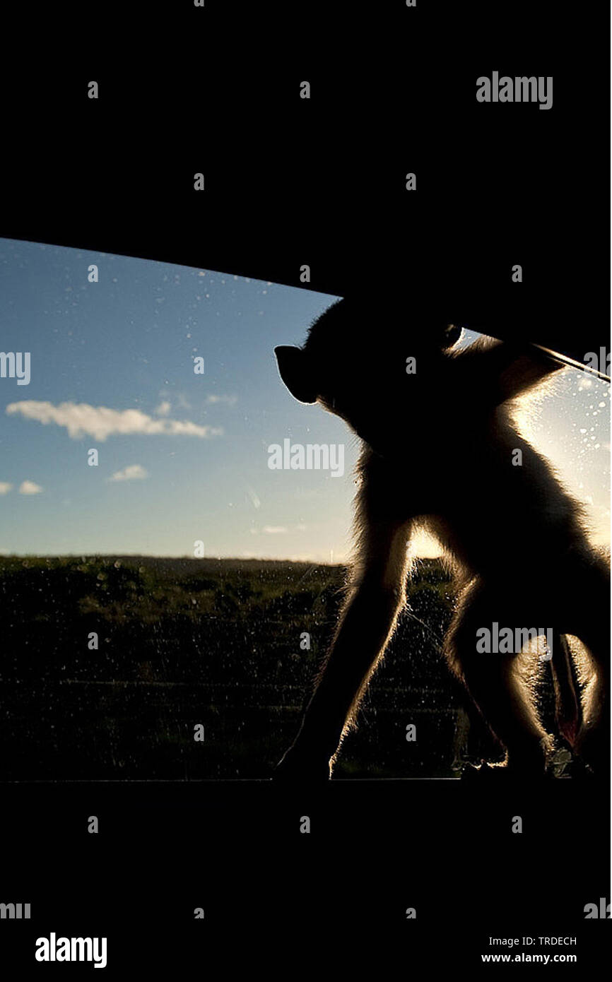 Baboon cape town windows hi-res stock photography and images - Alamy